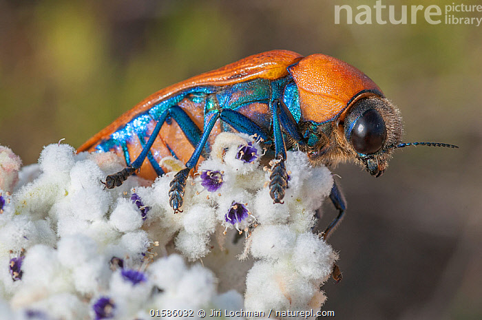 Stock photo of Giant jewel beetle (Julodimorpha saundersii) male ...
