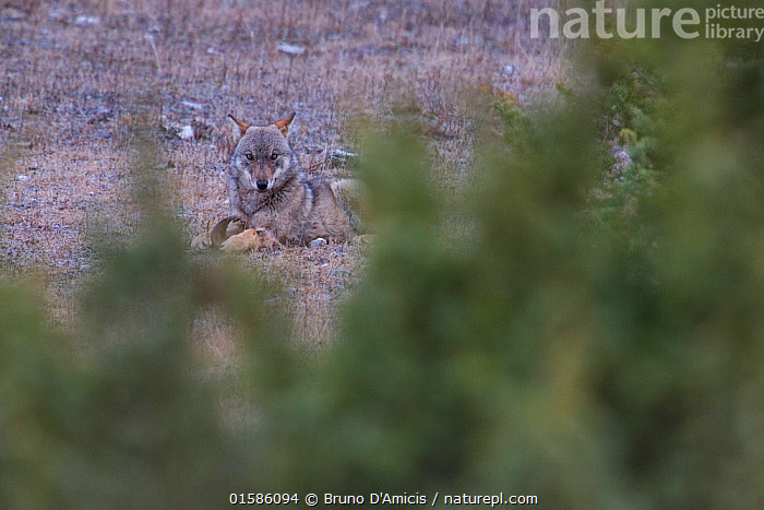 Stock photo of Wild Apennine wolf (Canis lupus italicus) adult gnawing ...