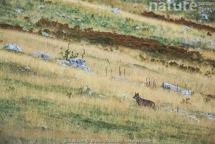 Stock photo of Wild Apennine wolves (Canis lupus italicus) adult ...