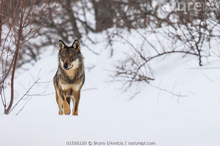 Stock photo of Wild Apennine wolf (Canis lupus italicus) in snowy ...