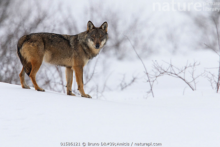 Stock photo of Wild Apennine wolf (Canis lupus italicus) in snowy ...