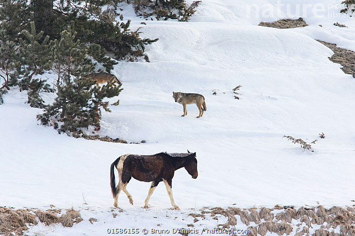 Stock photo of Wild Apennine wolves (Canis lupus italicus) encounter ...