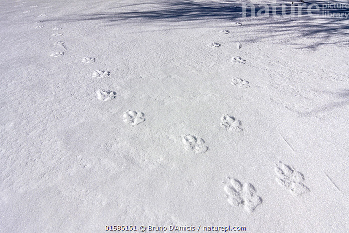 Stock photo of Tracks of two Wild Apennine wolves (Canis lupus italicus ...