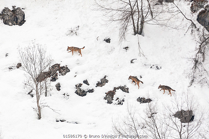 Stock photo of Apennine / Italian wolf (Canis lupus italicus) pack of ...