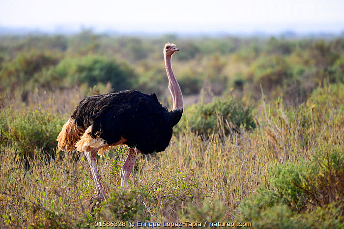 Stock photo of Masai Ostrich (Struthio camelus massaicus), male ...