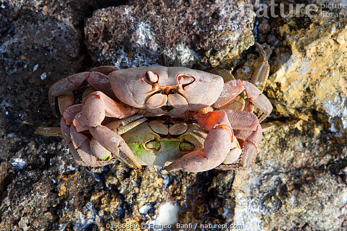 Stock photo of Land crab (Gecarcinus malpilensis) pair mating Malpelo ...