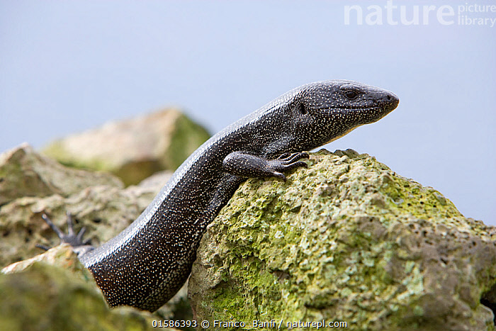 Stock photo of Dotted galliwasp lizard (Diploglossus millepunctatus ...