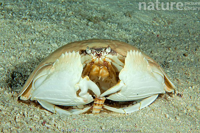Stock photo of Giant box crab (Calappa calappa) eating a shell ...