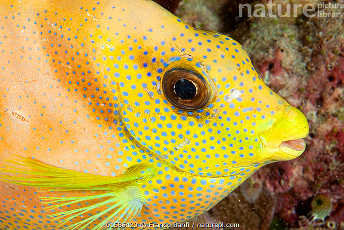 Stock photo of Coral Rabbitfish (Siganus corallinus) portrait ...