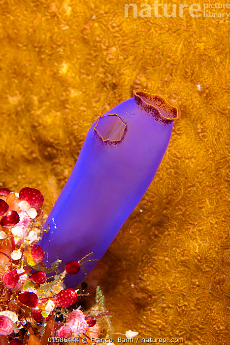 Stock photo of Ascidian, (Rhopalaea sp.) Tubbataha Reef Natural Park ...