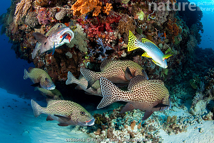 Stock photo of Shoal of Many-spotted sweetlips (Plectorhinchus ...