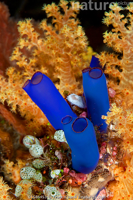 Stock photo of Ascidian (Rhopalaea sp) Tubbataha Reef Natural Park ...