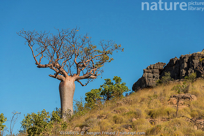 Stock photo of Boab tree / Australian baobab (Adansonia gregorii ...