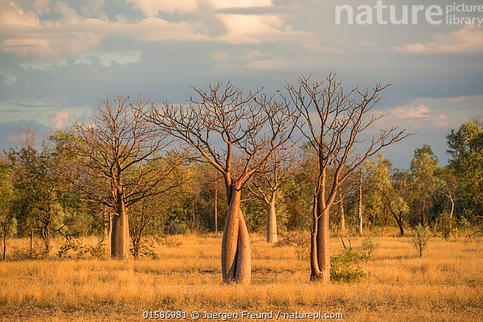 Stock photo of Boab tree / Australian baobab (Adansonia gregorii ...