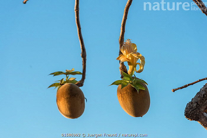 Stock photo of Boab tree / Australian baobab (Adansonia gregorii ...