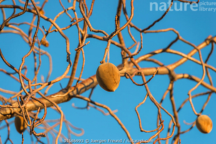 Stock photo of Australian baobab / Boab tree with seed pods, (Adansonia ...