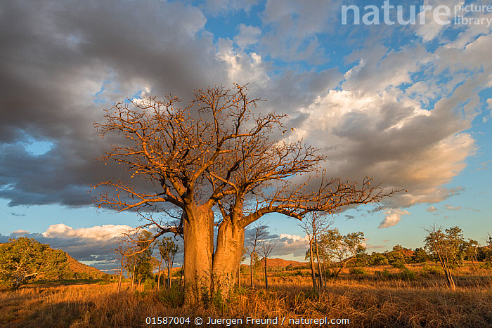 Stock photo of Australian baobab / Boab trees (Adansonia gregorii ...