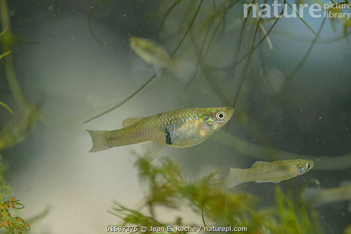 Stock photo of Mosquitofish (Gambusia affinis) female, introduced ...