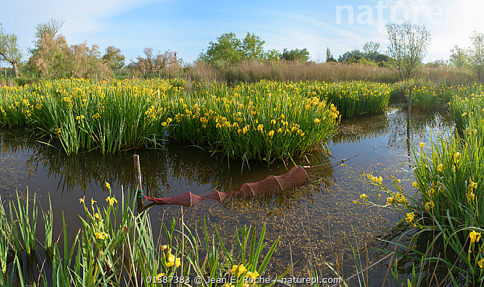 Stock photo of Fyke net for catching European pond turtle (Emys ...