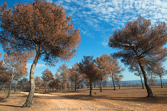 Stock photo of Aleppo pine (Pinus halepensis) trees burnt by fire ...