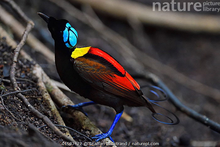 Stock photo of Wilson's bird-of-paradise (Cicinnurus respublica ...