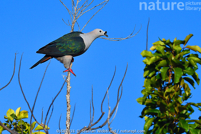 Stock photo of Spice imperial pigeon (Ducula myristicivora) Raja Ampat ...