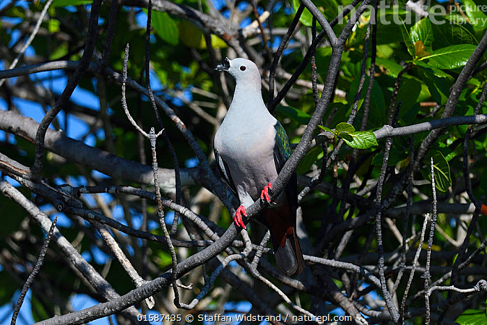 Stock photo of Spice imperial pigeon (Ducula myristicivora) Raja Ampat ...