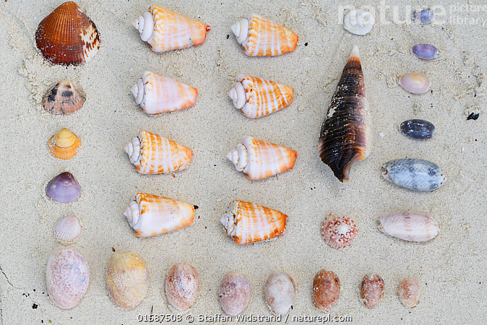 Indonesia Seashells