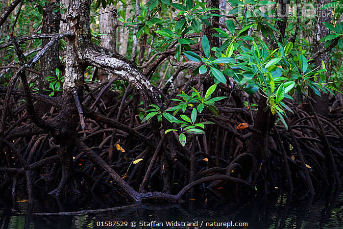 Red Mangroves 522 Rhizophora Mangle Mangrove Stock Photos, High Res