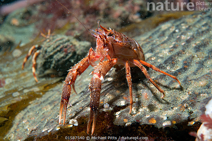 Stock photo of Gregarious lobster krill (Munida gregaria) in defensive ...