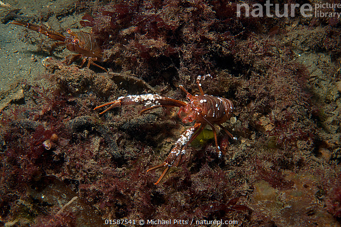 Stock photo of Gregarious lobster krill (Munida gregaria) adult sea ...