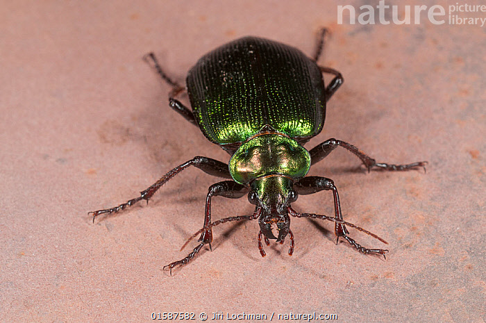 Stock photo of Green carab beetle (Calosoma schayeri) East Yuna Nature ...