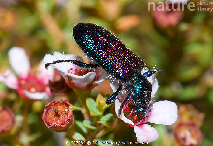 Stock photo of Amethyst beetle (Phlogistus sp) feeding on flower ...