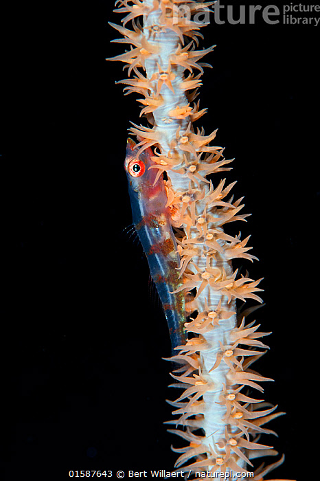 Stock photo of Wire coral goby (Bryaninops youngei) on yellow wire ...