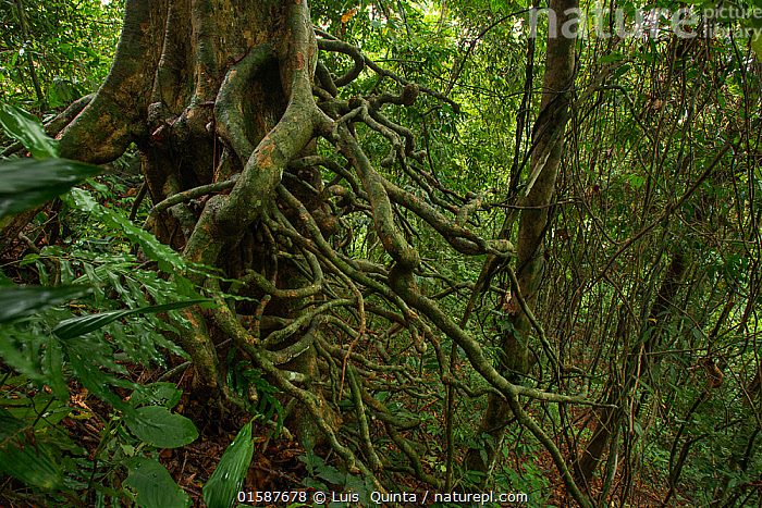 Stock photo of Tree with aerial roots in equatorial rainforest ...