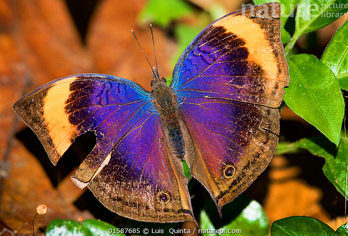 Stock photo of Blue leaf butterfly (Junonia cymodoce lugens) Obo ...