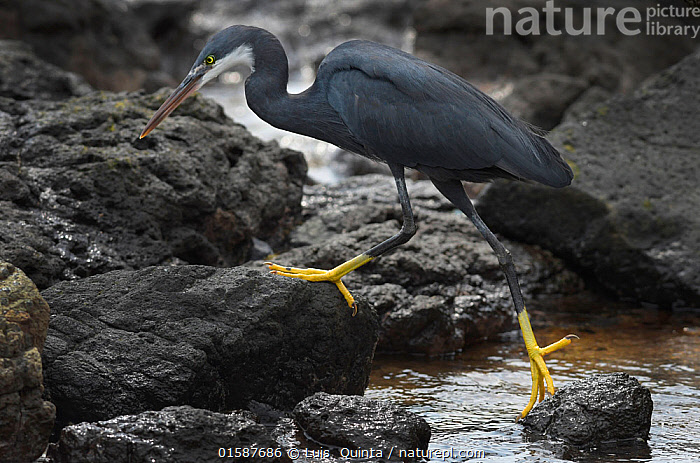 Stock photo of Black erget (Egretta gularis) Island of Principe UNESCO ...