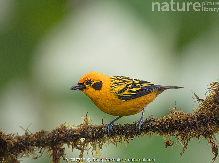 Stock photo of Golden tanager (Tangara arthus) adult, Mashpi Cloud ...