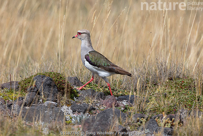 Stock photo of Andean lapwing (Vanellus resplendens) calling near nest ...