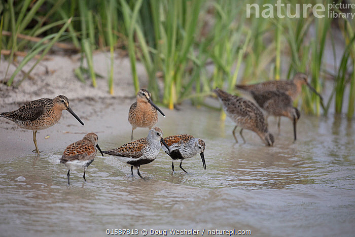Dowitcher Pictures And Information On Short Billed Dowitcher