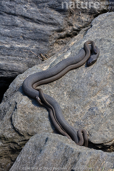 Stock photo of Northern water snake (Nerodia sipedon sipedon) mating ...