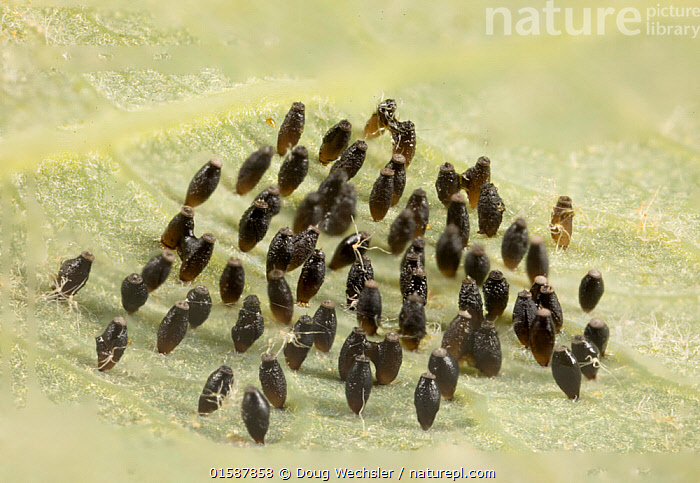 Stock photo of Oak lacebug eggs (Corythuca arucata) on white oak leaf ...