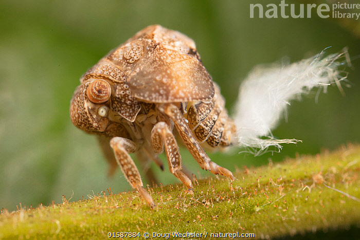 Stock photo of Two-striped planthopper (Acanalonia bivittata) nymph ...