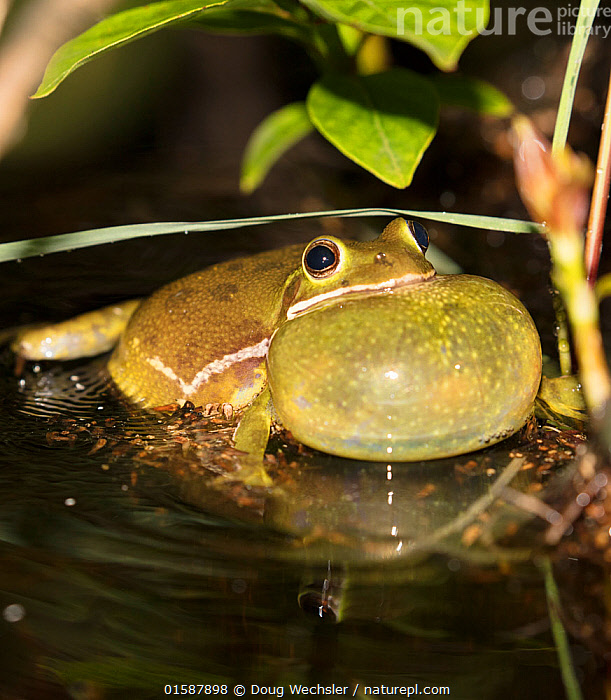 Stock photo of Barking treefrog (Hyla gratiosa) calling, vocal sac inflated, Blackbird ...