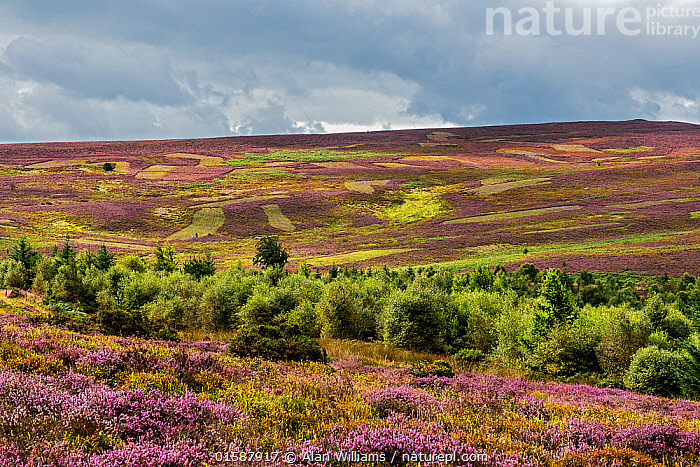Stock photo of Ruabon Mountain looking southeast from Worlds End ...