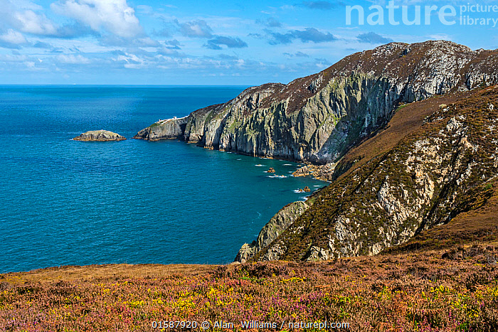 Stock photo of Cliffs at Gogarth Bay and showing North Stack viewed ...