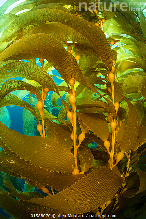 Stock photo of Detail of the gas bladders and fronds of Giant kelp ...