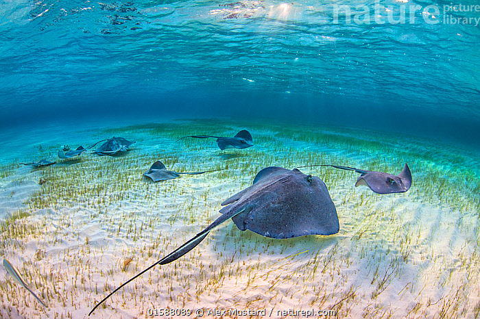 Stock photo of Group of southern stingrays (Dasyatis americana) forage ...