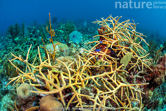 Blue Tip Staghorn Coral