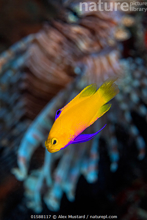 Stock photo of Portrait of the rare Golden basslet (Gramma dejongi ...